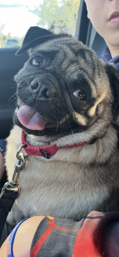 Adopt Rupert Today - Pets TheCountyOffice