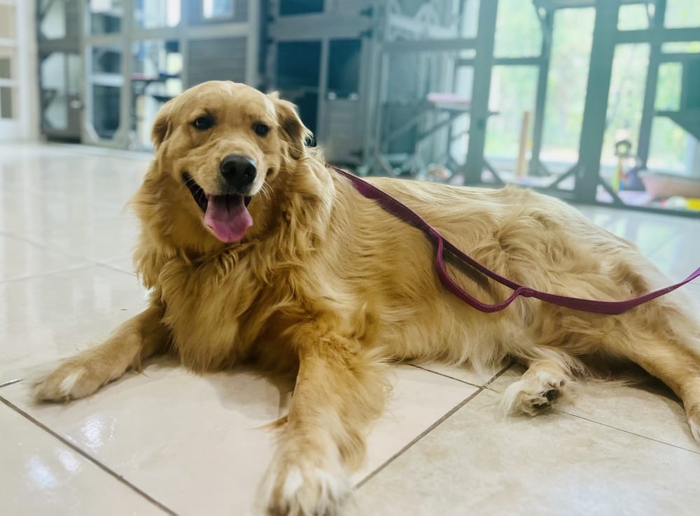 Adopt Barbara Today - Pets TheCountyOffice