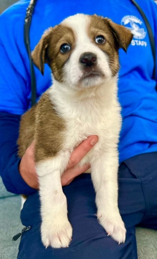 Adopt Dodger Today - Pets TheCountyOffice