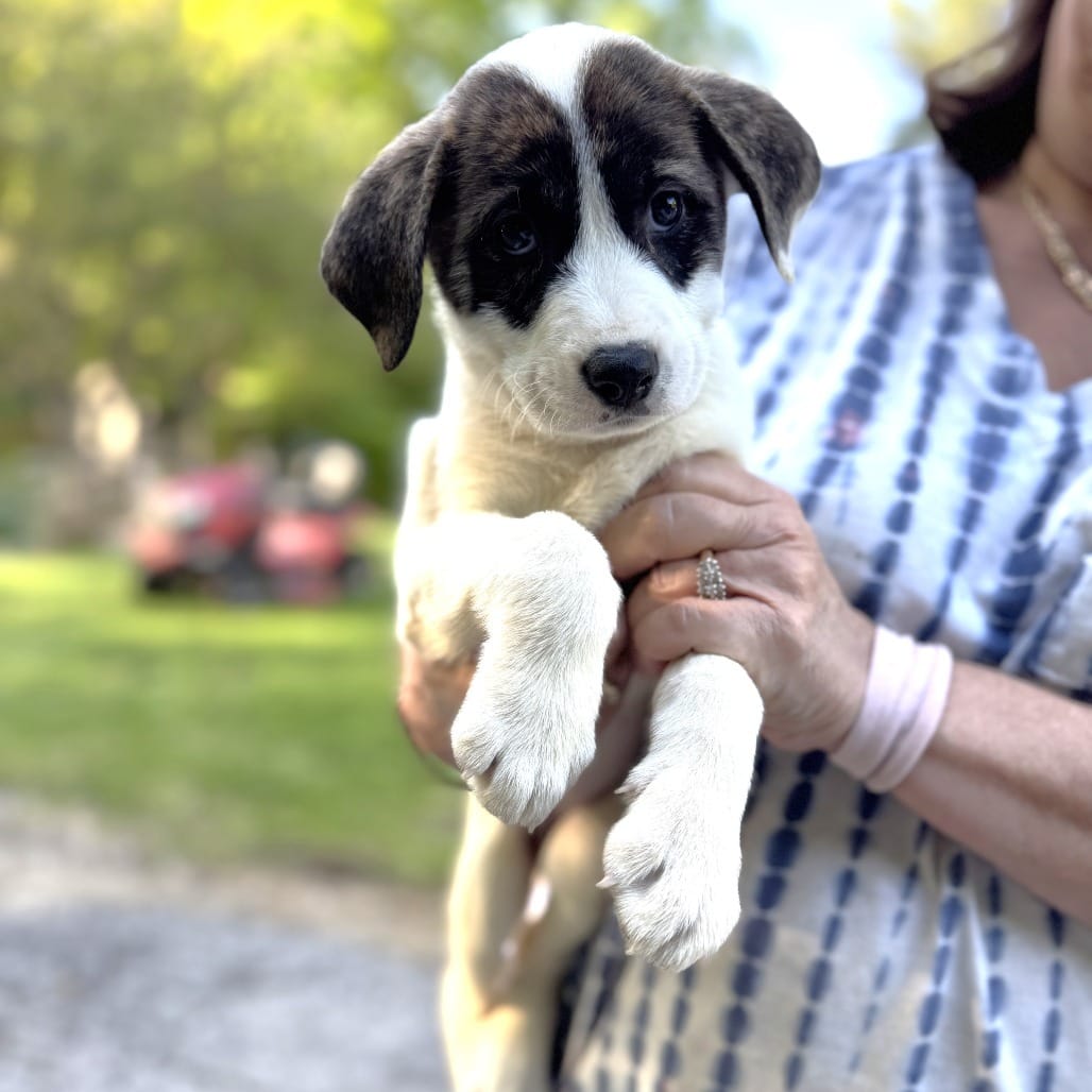 Adopt NY Jane Bronte Avail May 17 (Kent Famers Market) Today - Find Paw Pal