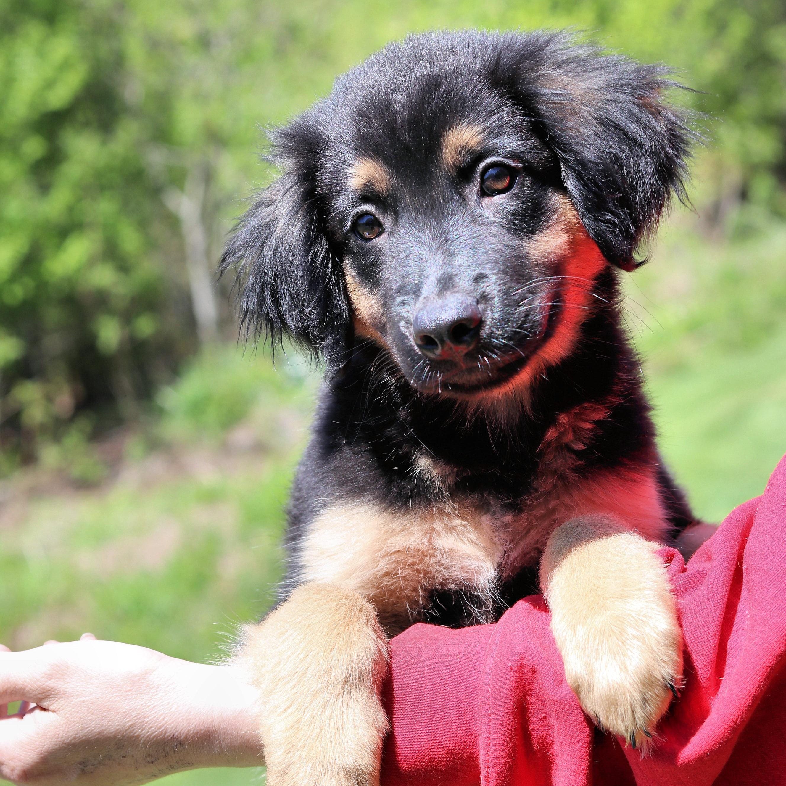 Adopt CT Dorian Today - Find Paw Pal