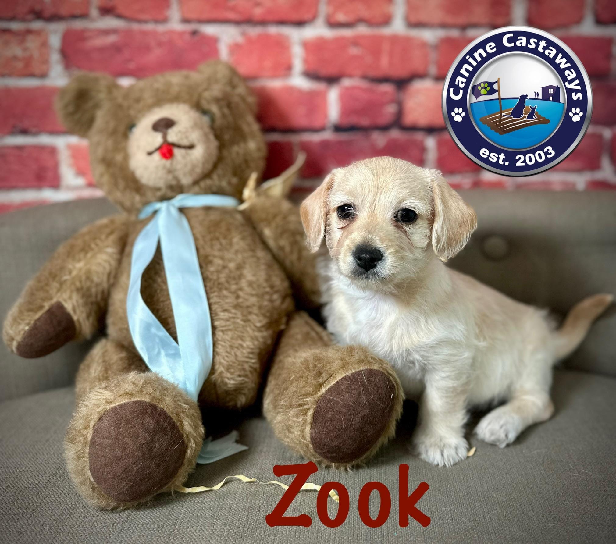 Adopt Zook Today - Find Paw Pal