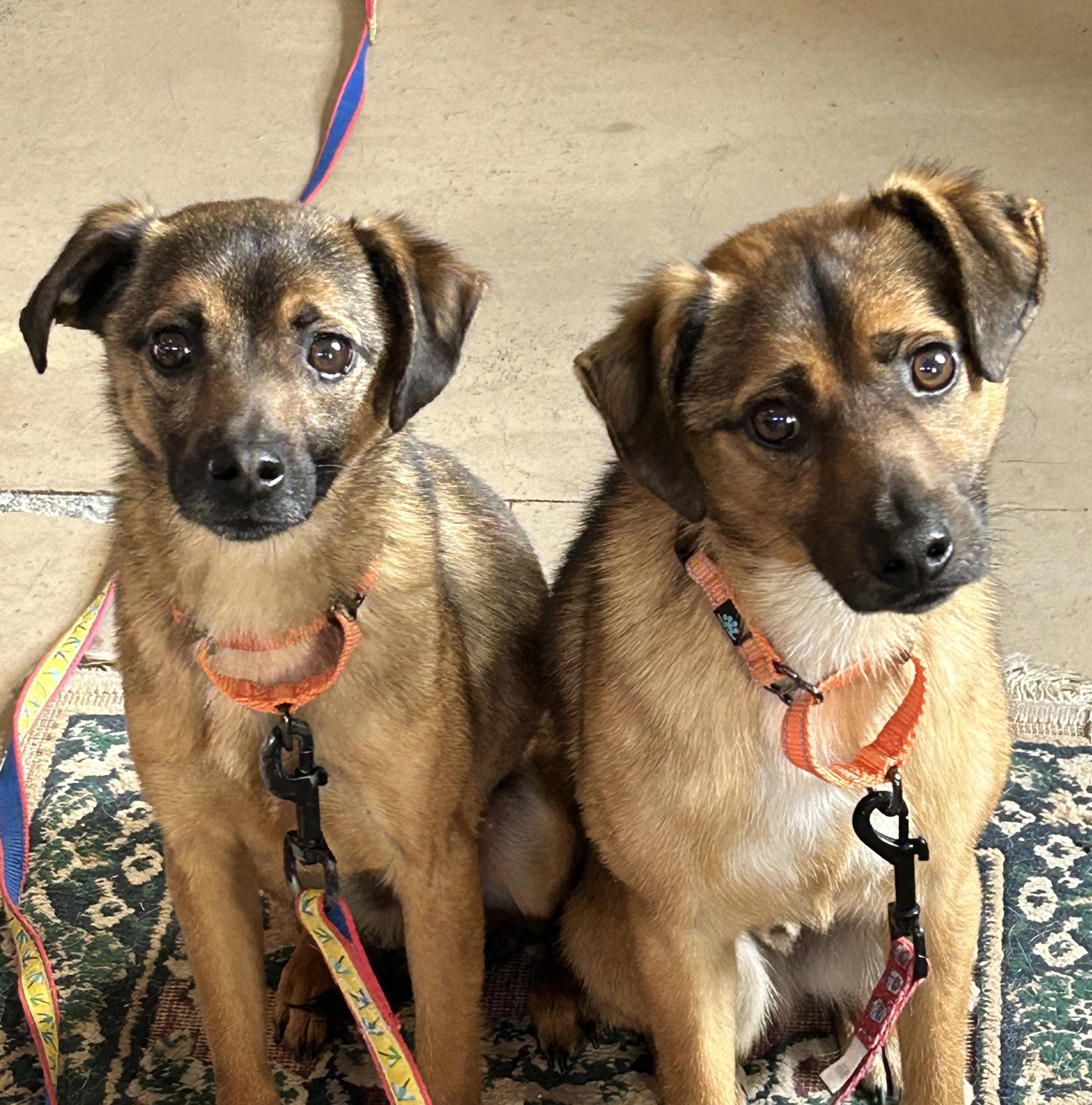 Adopt Tyrion and Tyrus Today - Pets TheCountyOffice