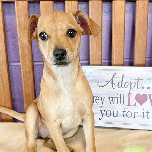 Adopt **PIPER** Today - Pets TheCountyOffice
