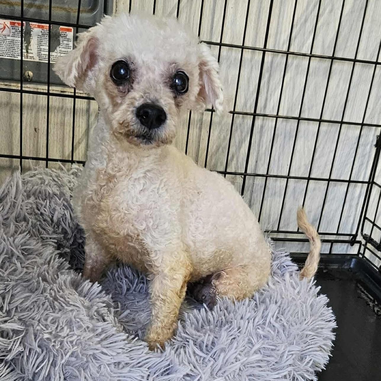 Adopt Fredericka Today - Find Paw Pal