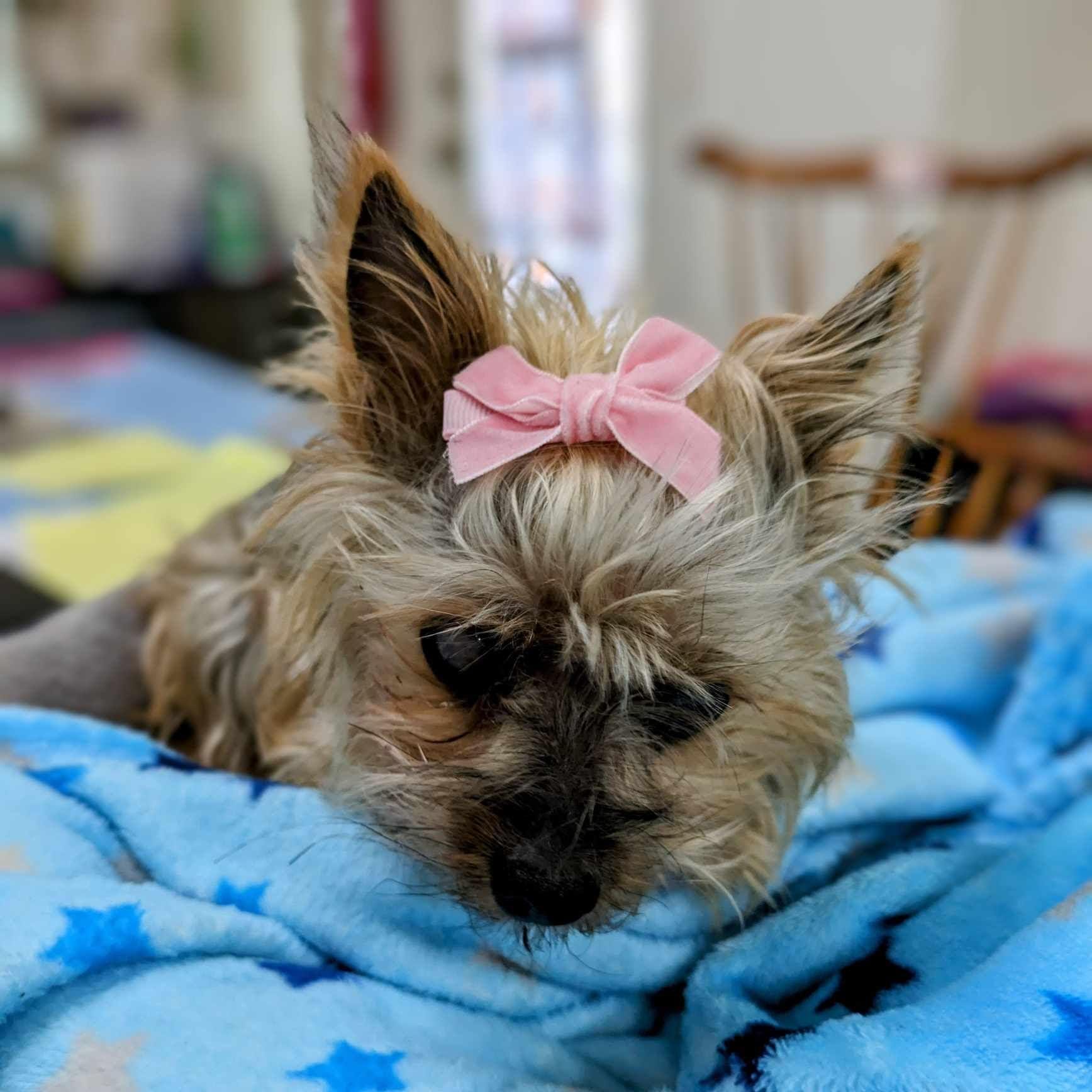 Adopt CASSIE Today - Pets TheCountyOffice