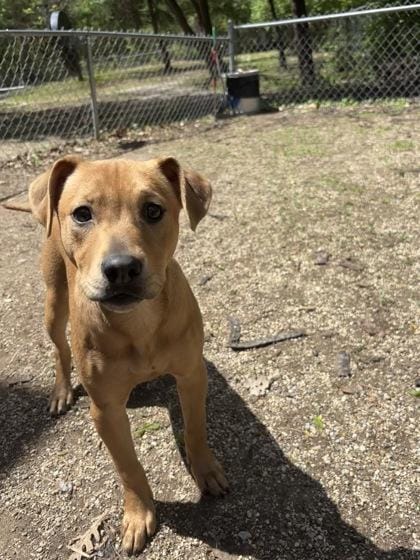 Adopt Walleye Today - Pets TheCountyOffice