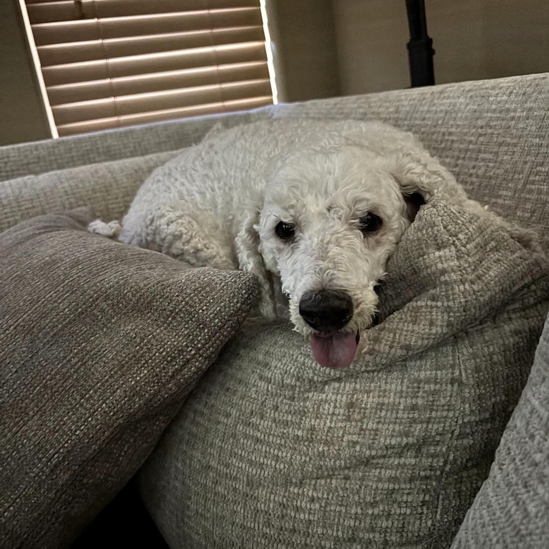 One-Stop Destination for Pet Adoption - Pets TheCountyOffice