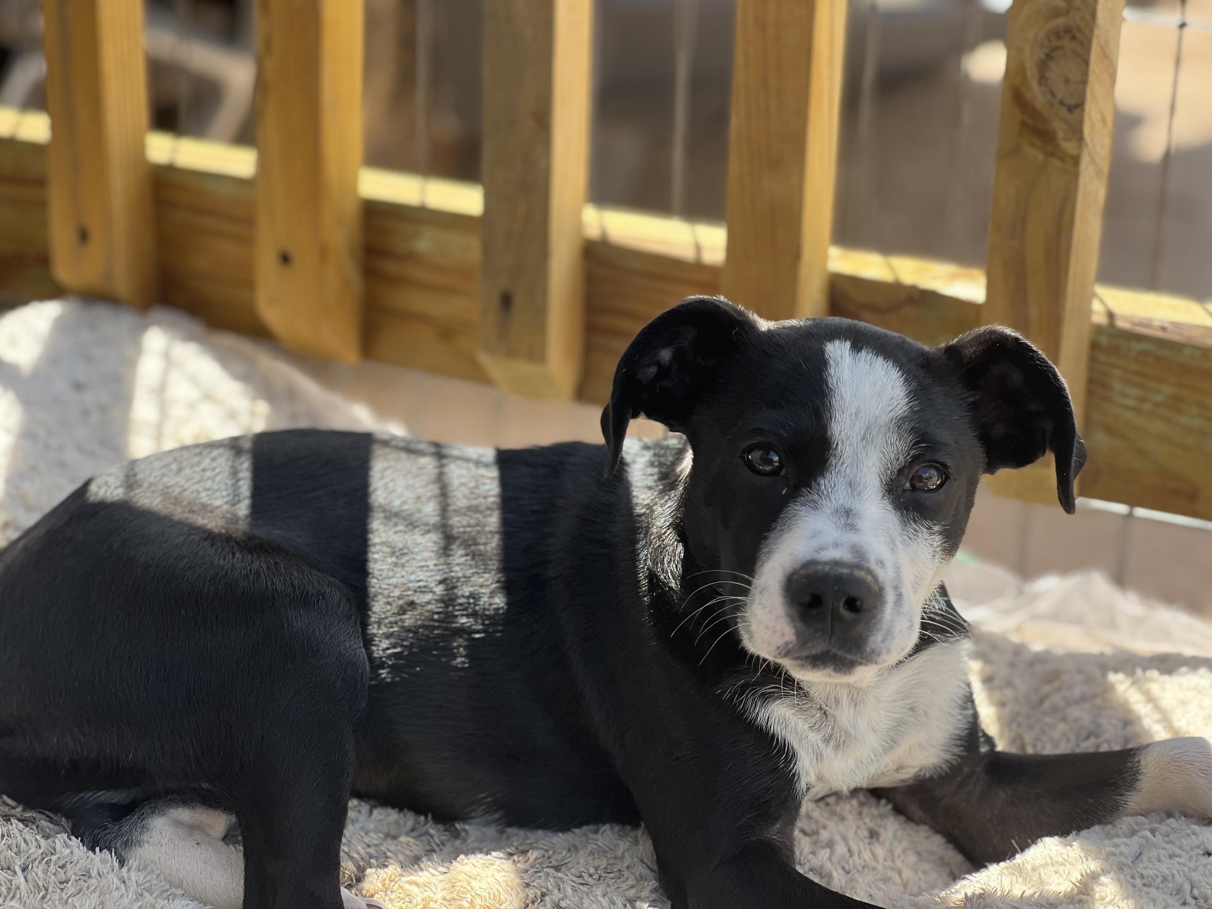 Adopt Timmy AKA Tiny Tim Today - Pets TheCountyOffice