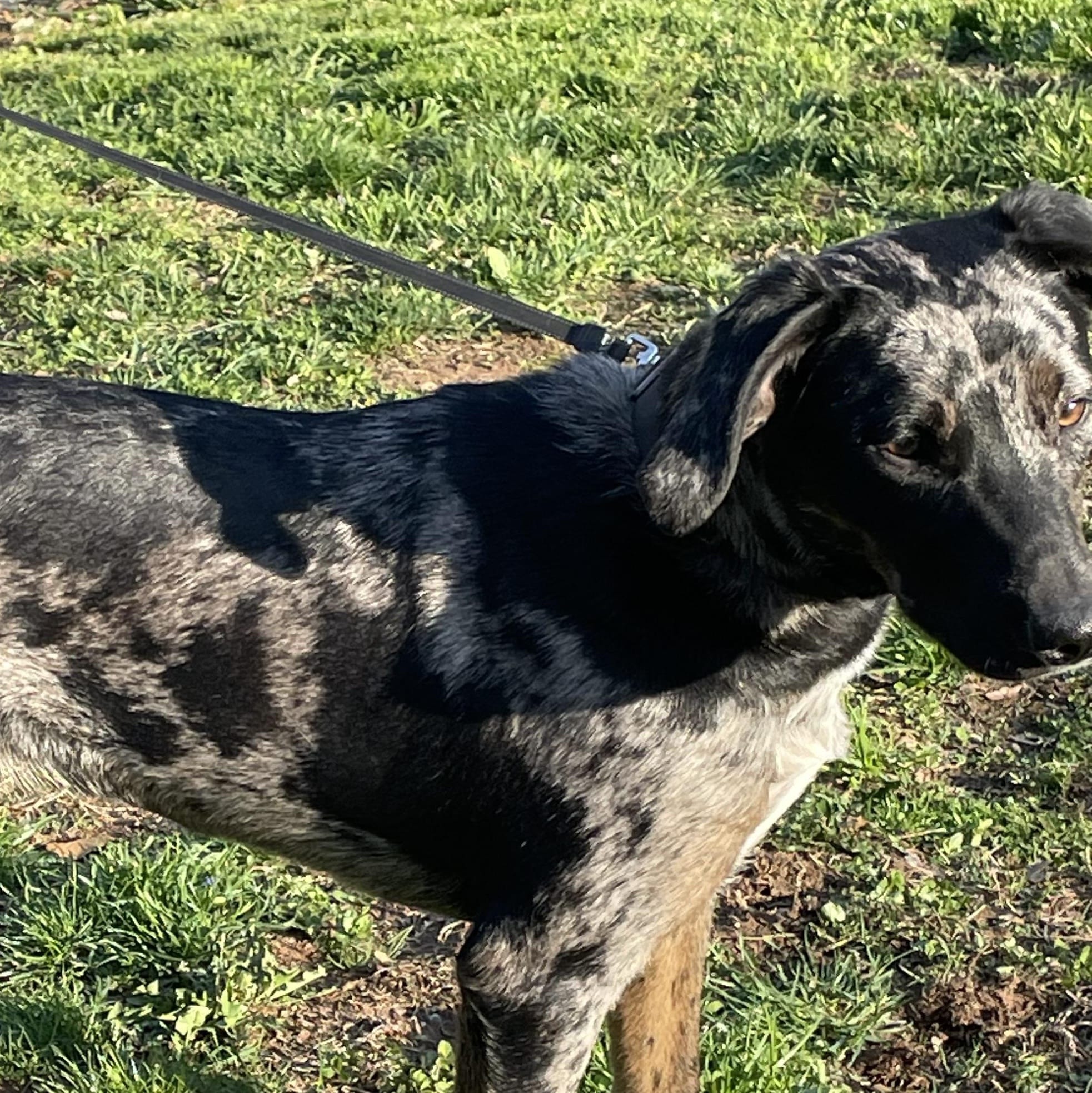 Adopt Poppy Today - Pets TheCountyOffice