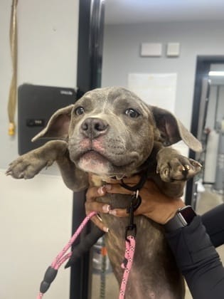 Adopt Luma Today - Pets TheCountyOffice