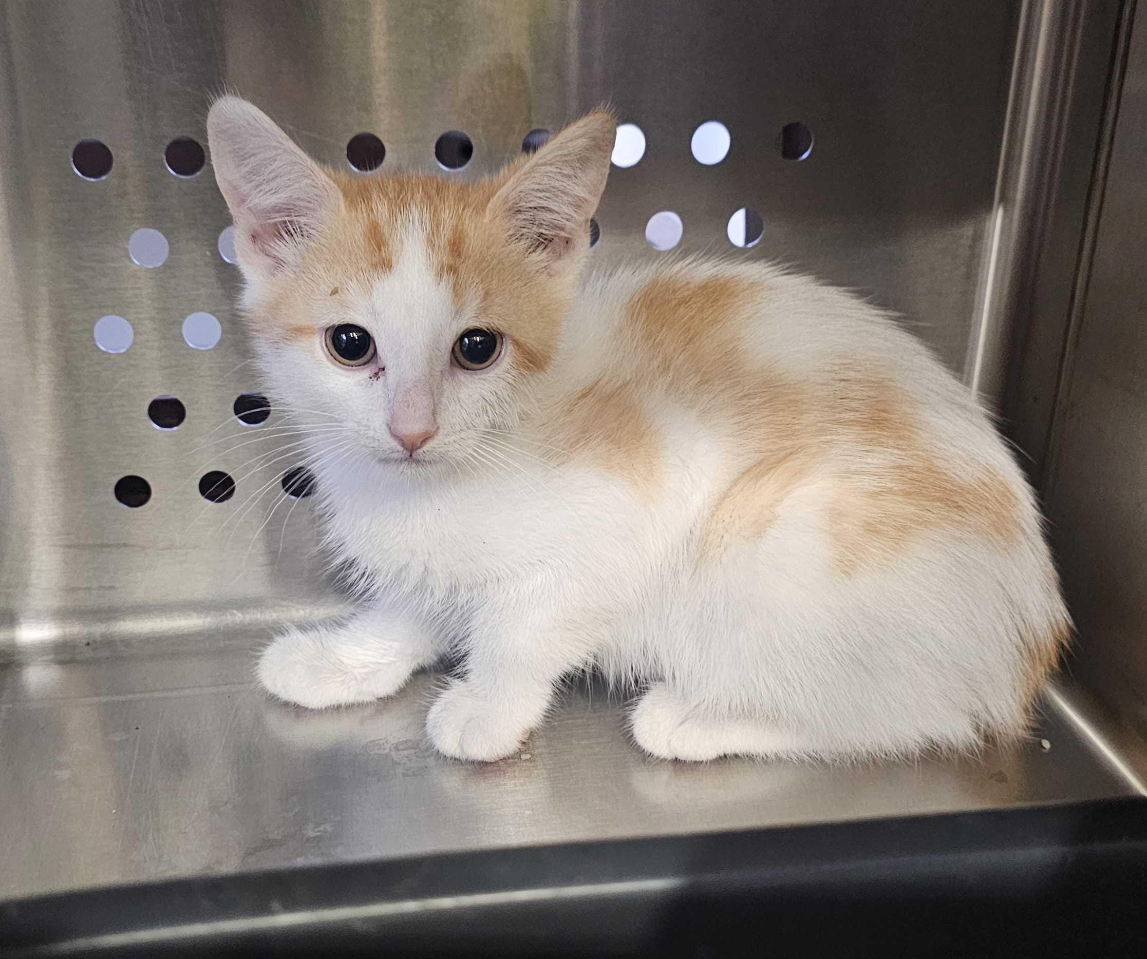 Adopt Uphill Battle Today - Pets TheCountyOffice