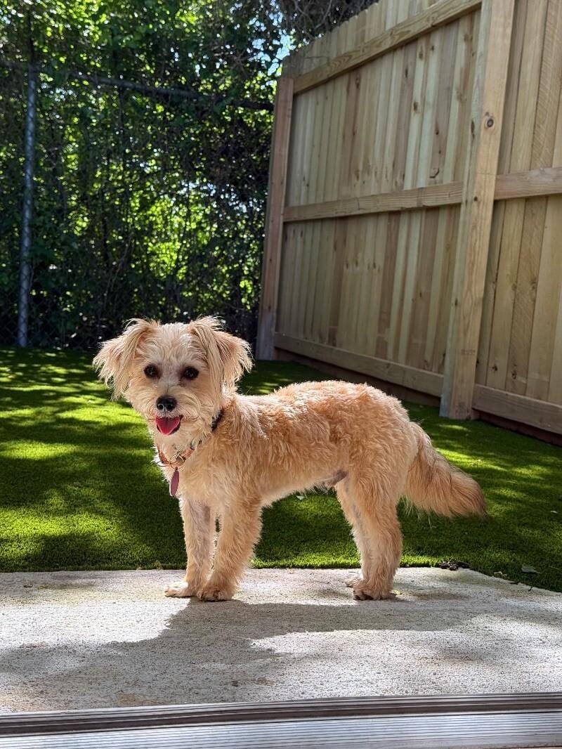 Adopt Copper Lovie Today - Pets TheCountyOffice