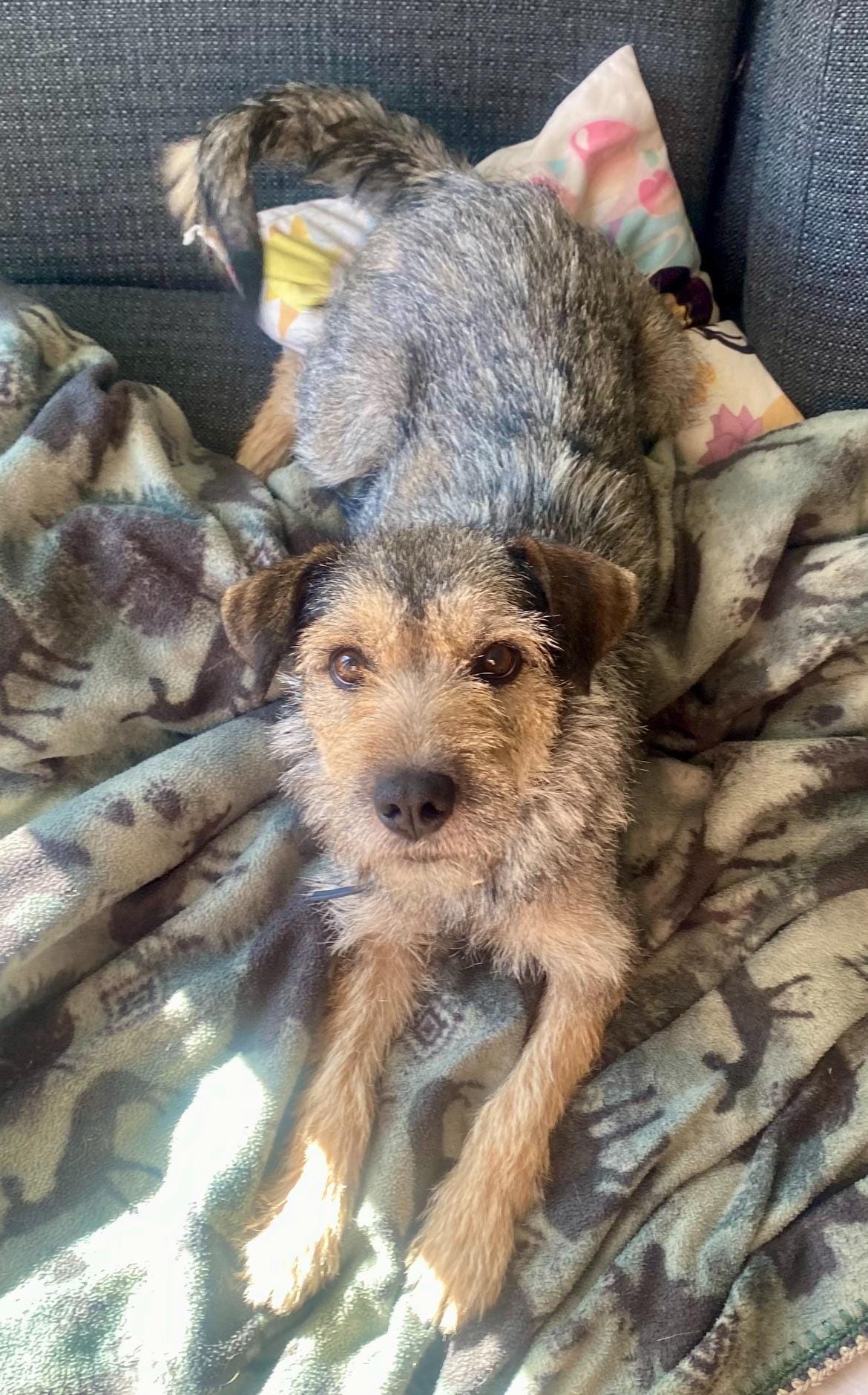 One-Stop Destination for Pet Adoption - Pets TheCountyOffice