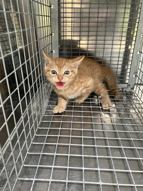 Adopt GARFIELD Today - Find Paw Pal