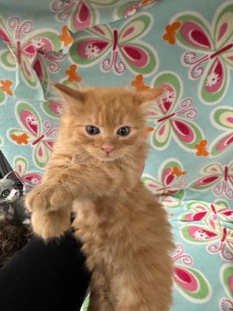 Adopt CHEESE PUFF Today - Find Paw Pal