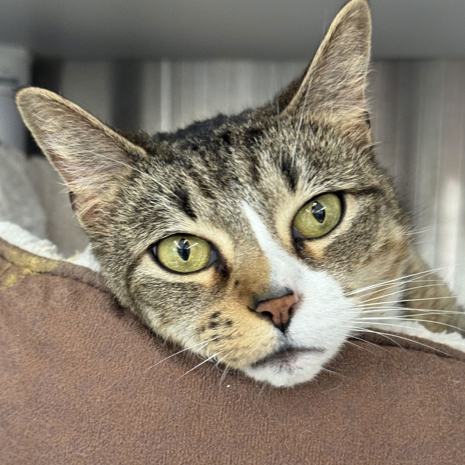 Adopt Sapphyre Rose Today - Find Paw Pal