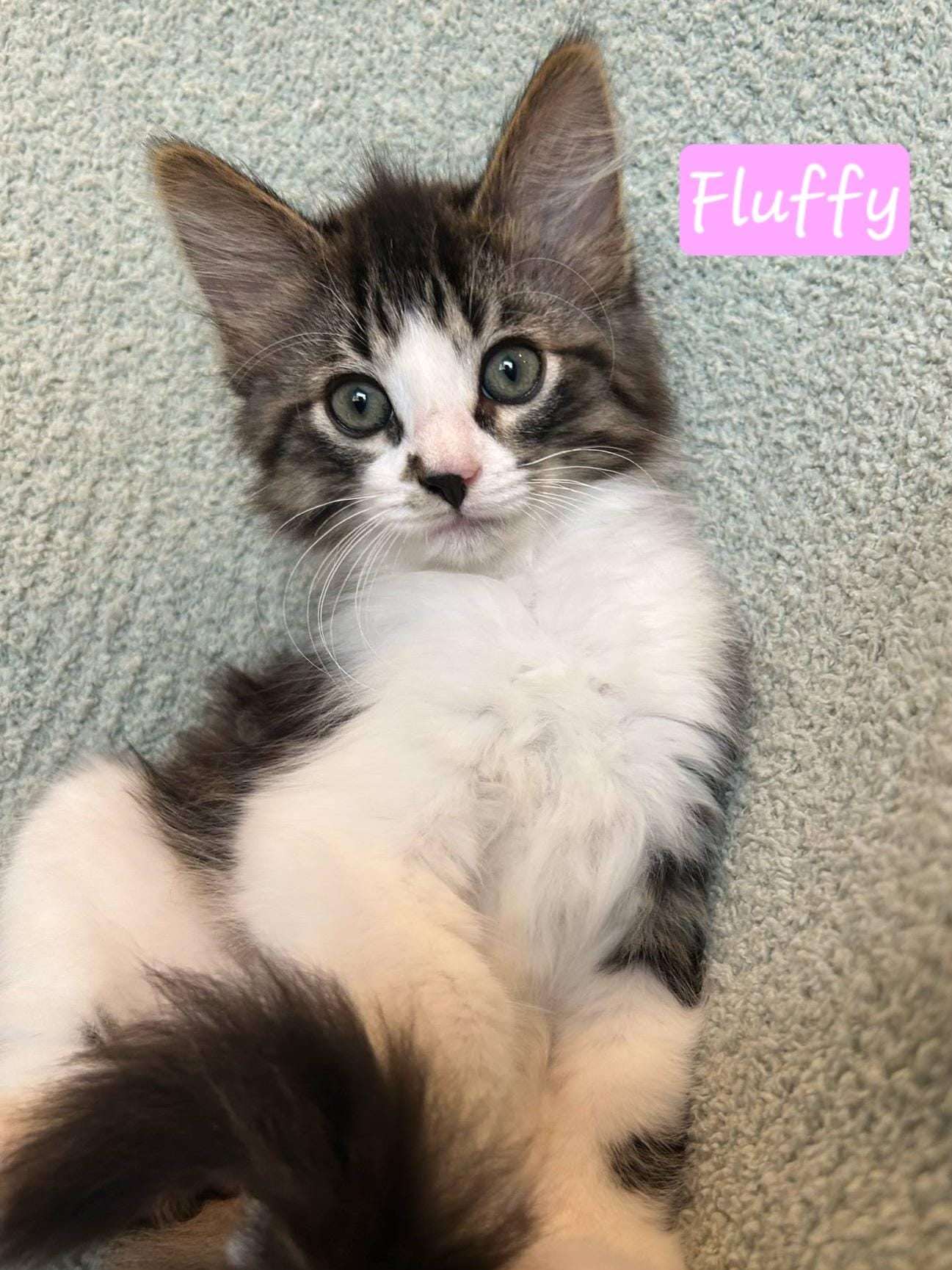 Adopt :::Fluffy & Muffin::: Today - Find Paw Pal