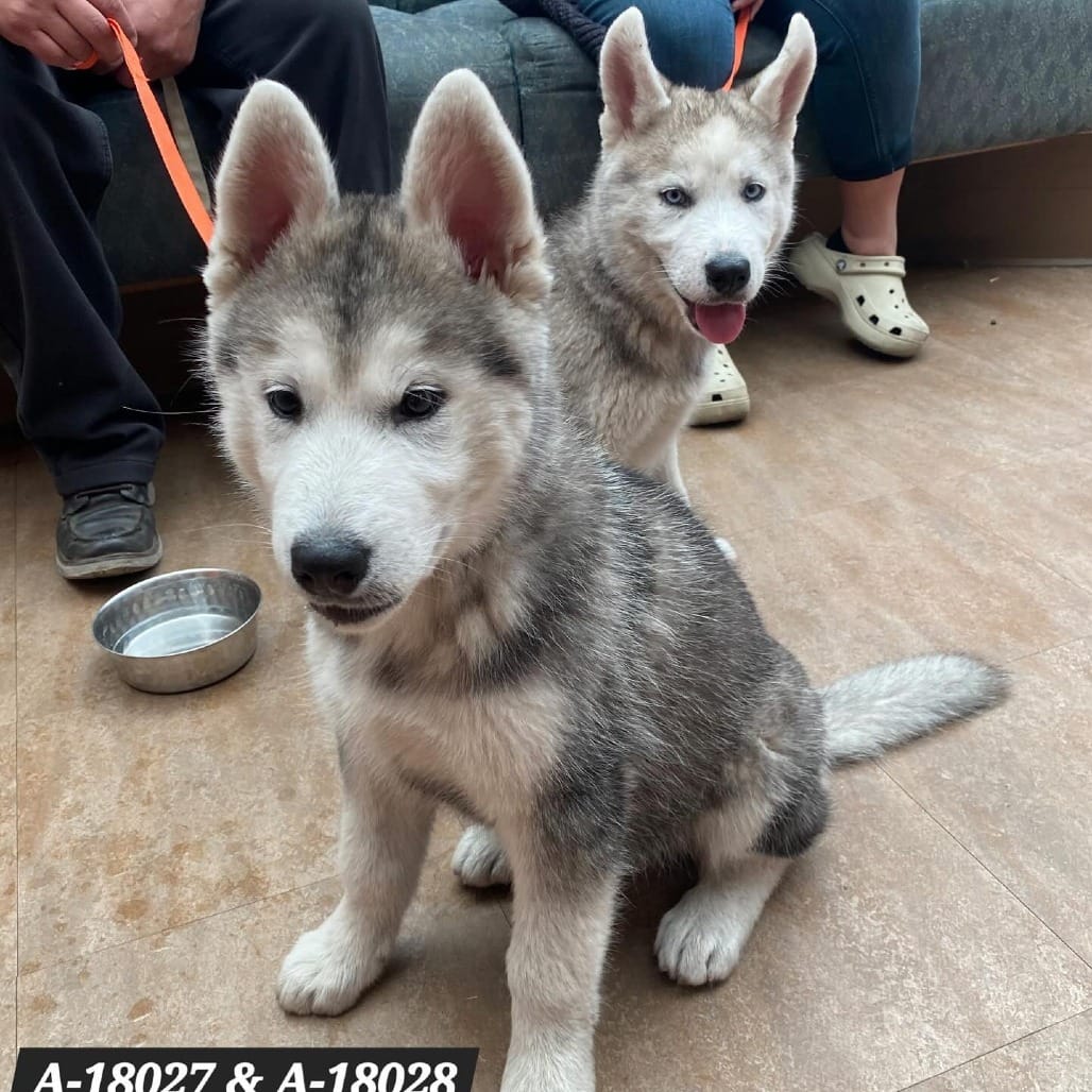 Adopt WAGS-Stray-18027 Today - Find Paw Pal