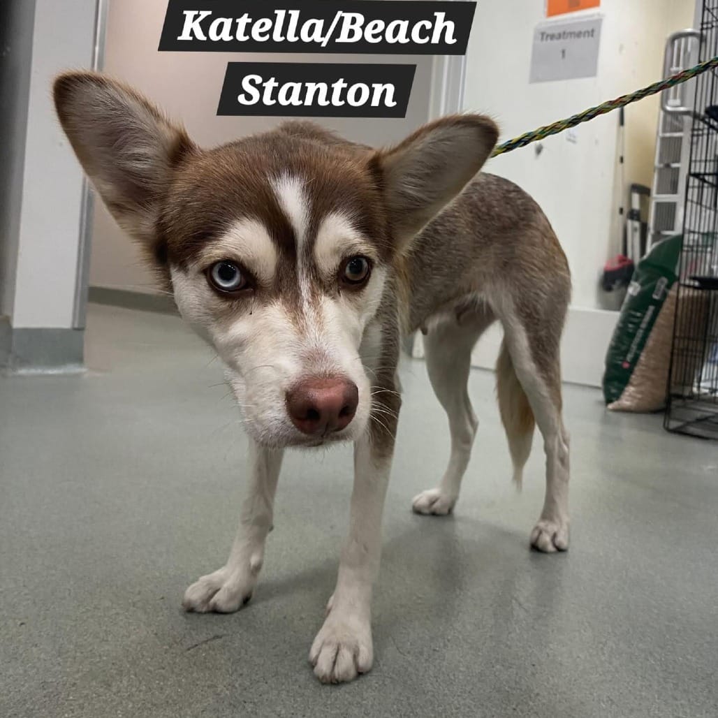 Adopt WAGS-Stray-18029 Today - Find Paw Pal