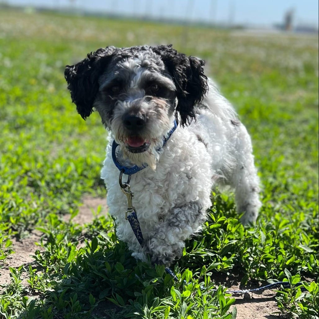 Adopt Papi Chulo Today - Find Paw Pal