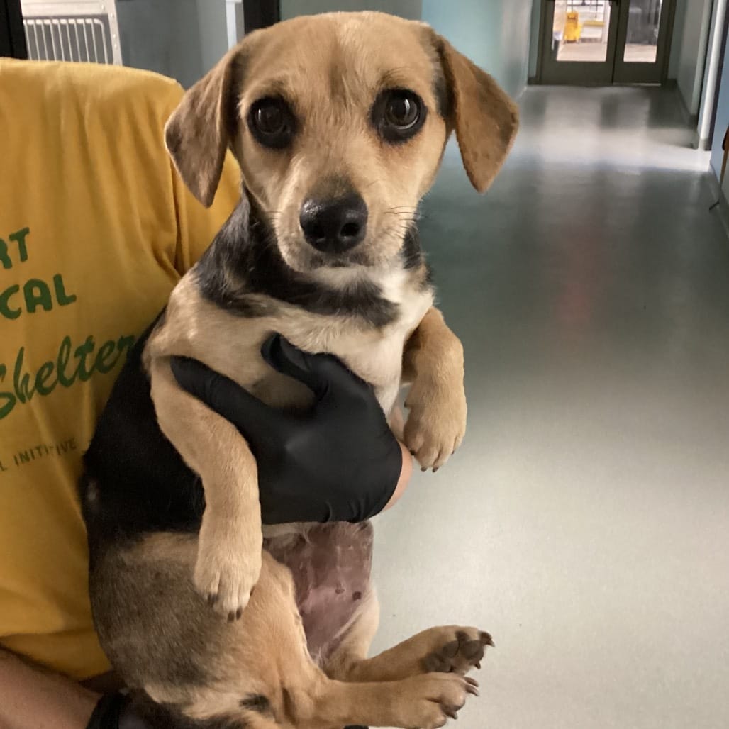 Adopt Livia Today - Find Paw Pal