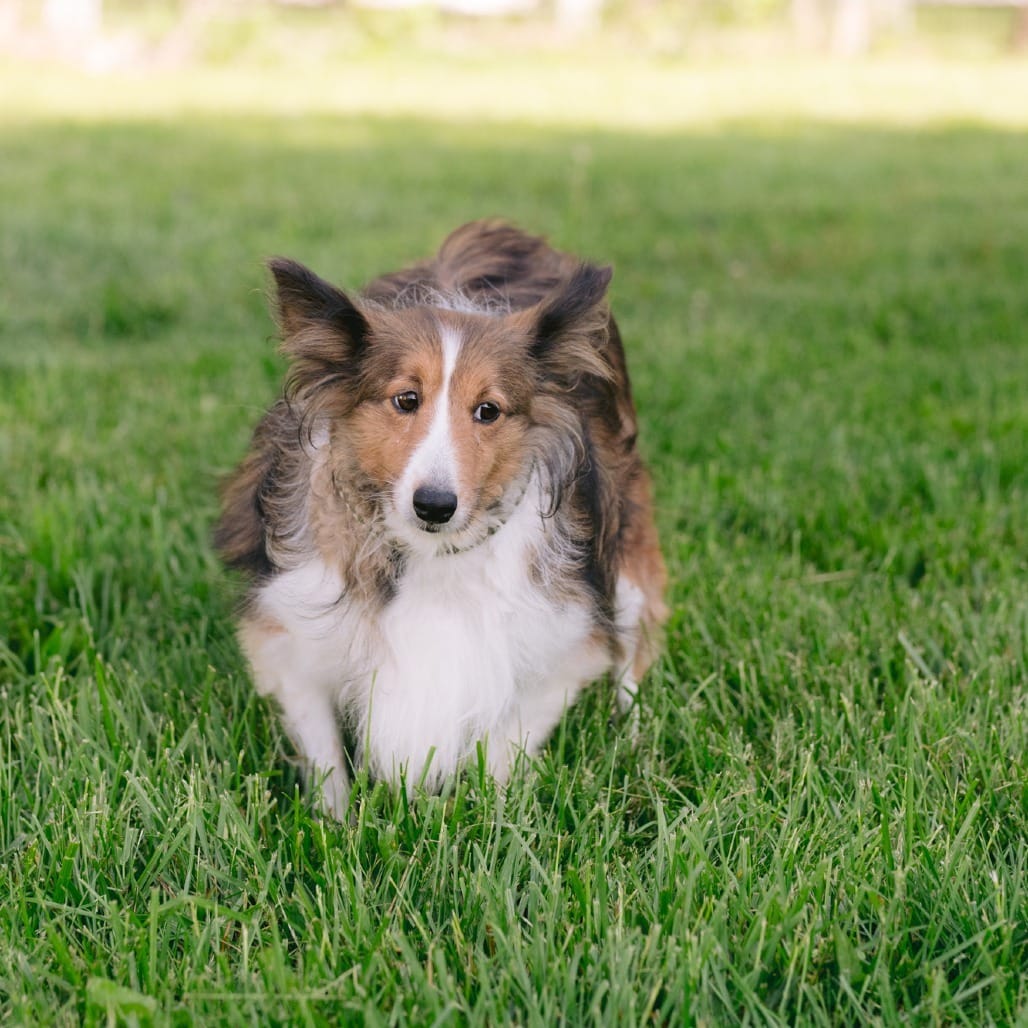 Adopt Heidi Today - Find Paw Pal