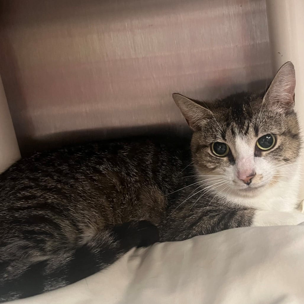 Adopt Grace Kelly Today - Find Paw Pal