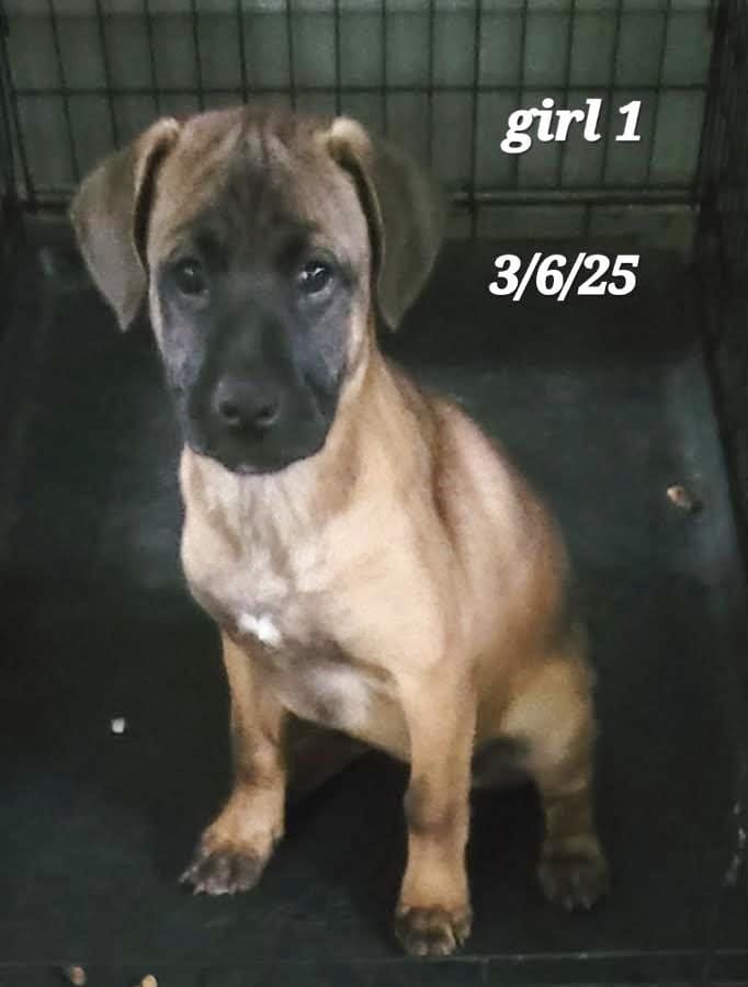 Adopt Puppy-Cuca Today - Find Paw Pal