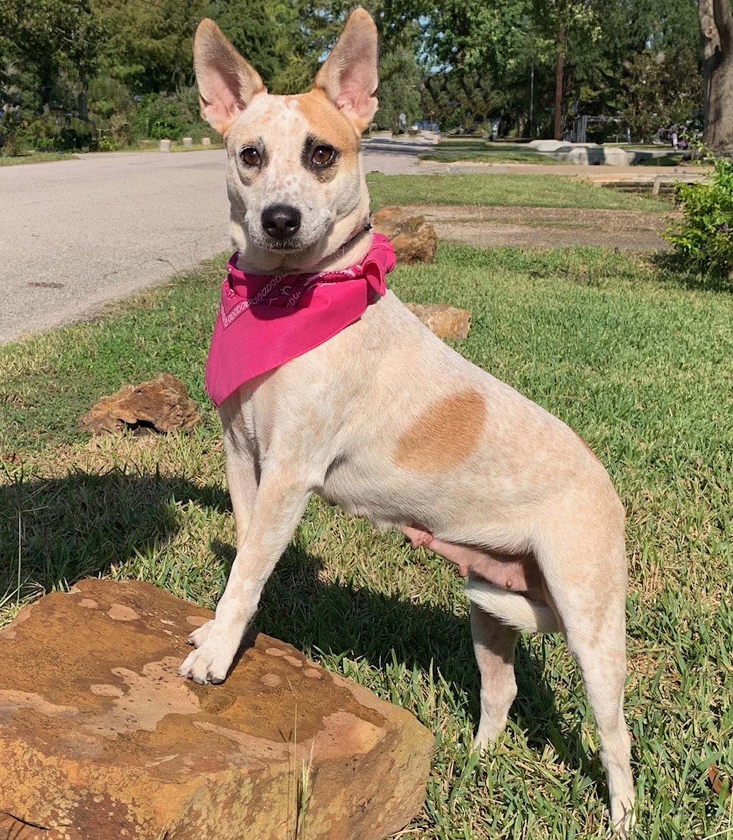 Adopt LILLY BELL Today - Find Paw Pal