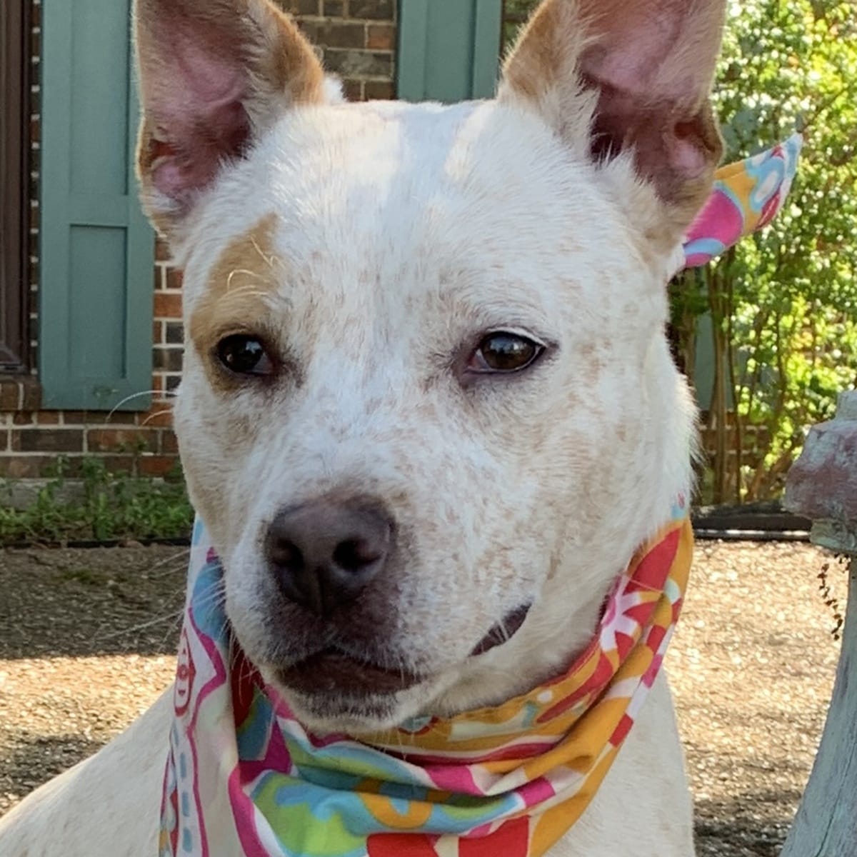 Adopt BROOKLYN - LOVE BUG! Today - Find Paw Pal