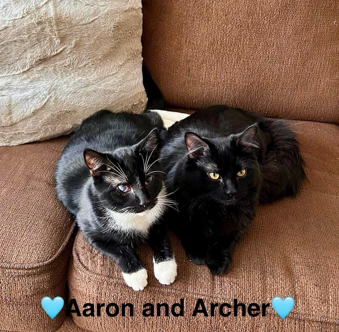 Adopt Aaron and Archer Today - Find Paw Pal