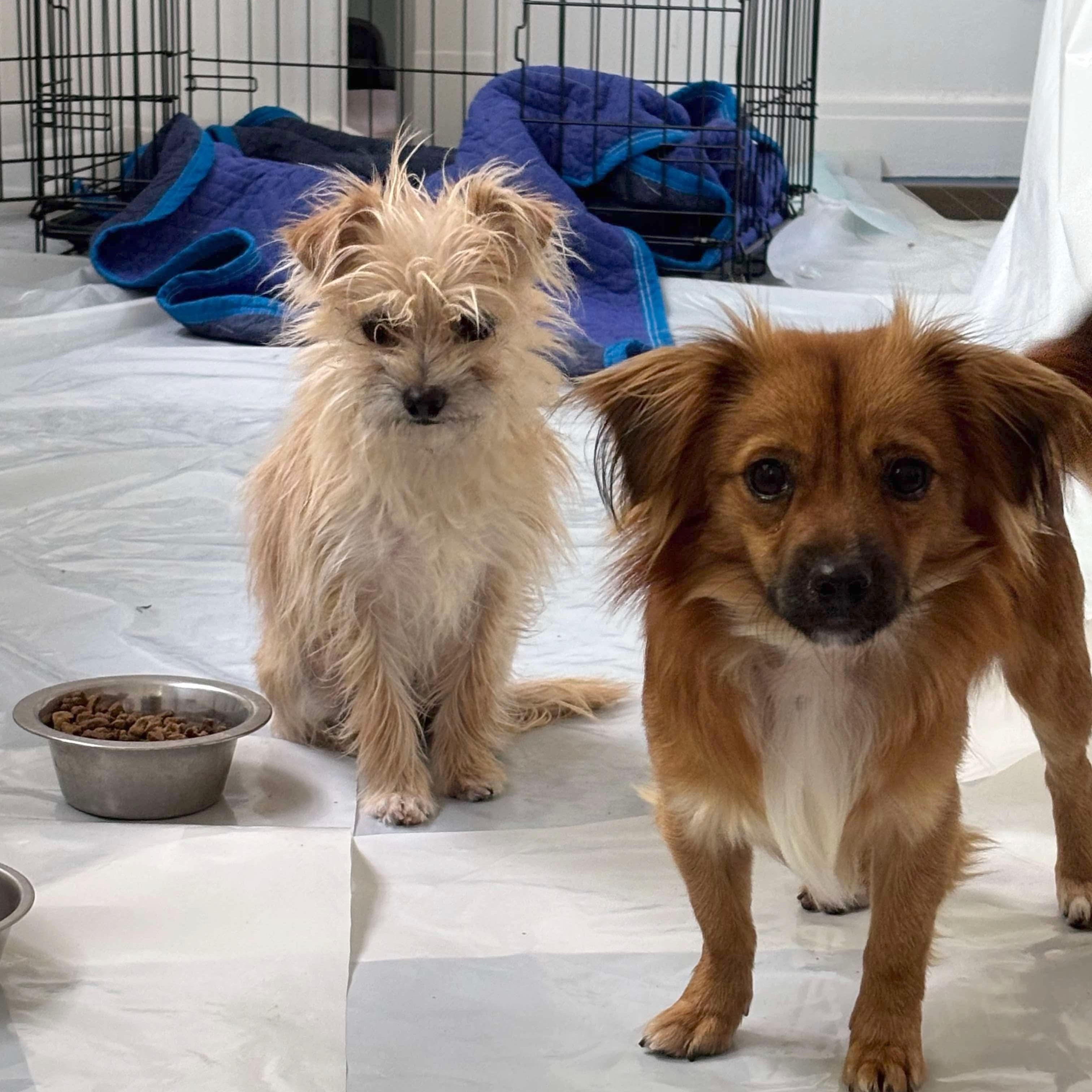 Adopt Arthur & Warwick *bonded pair* Today - Find Paw Pal