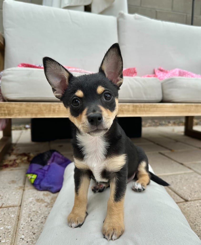 Adopt Wind Today - Find Paw Pal