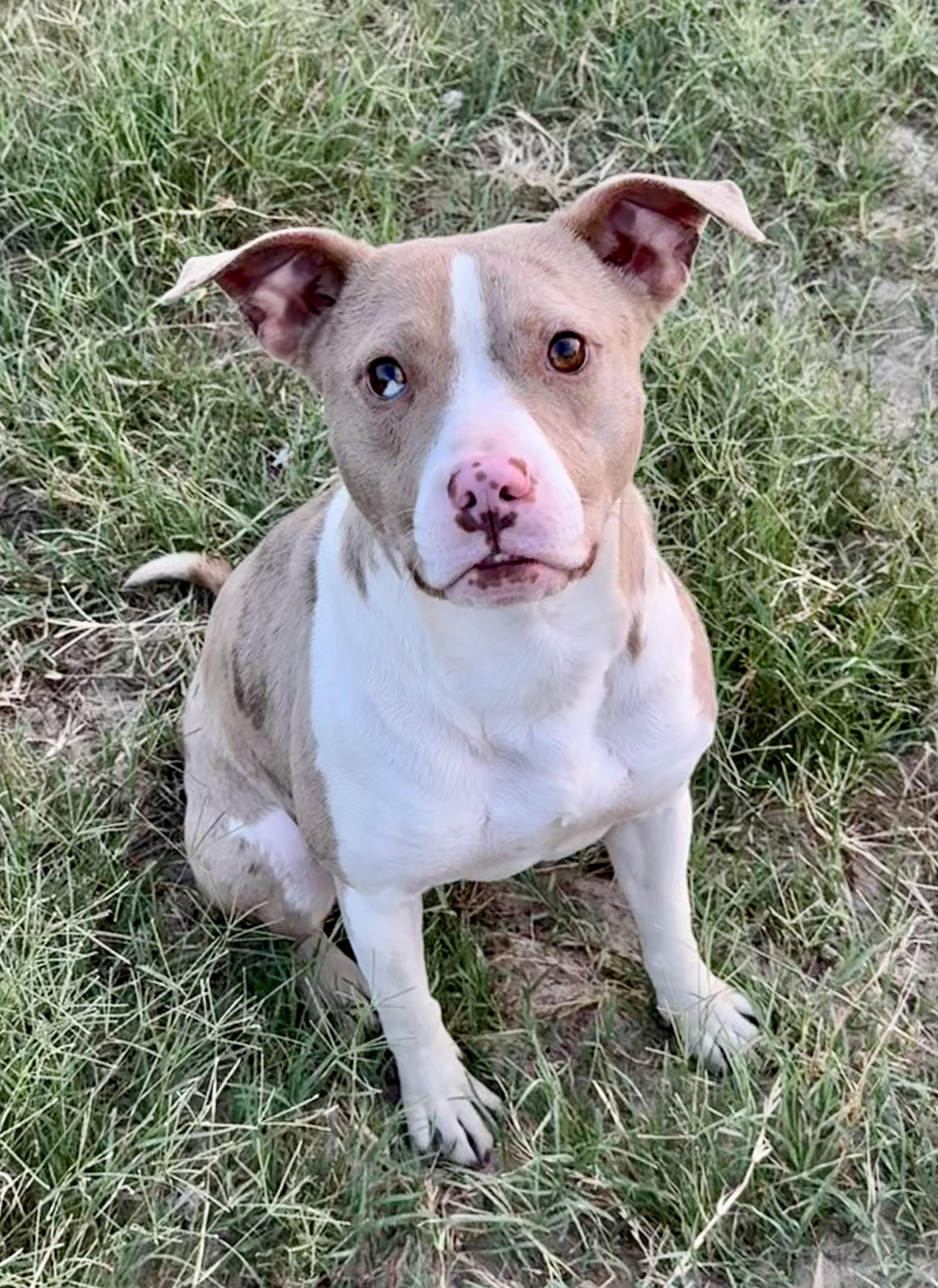 Adopt Bikini Today - Find Paw Pal