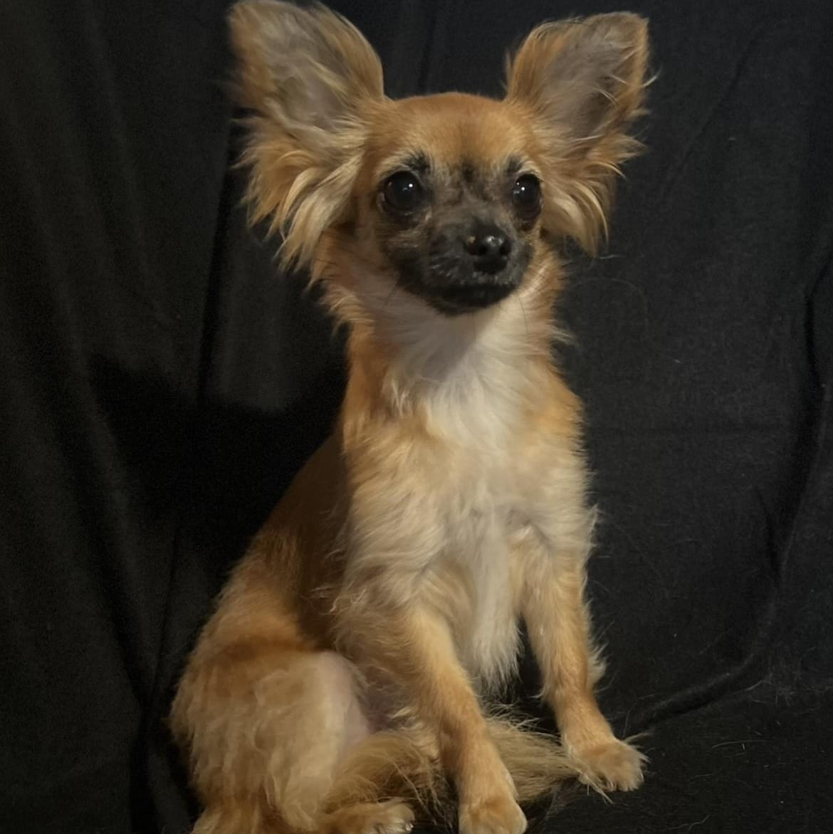 Adopt Mia Today - Find Paw Pal