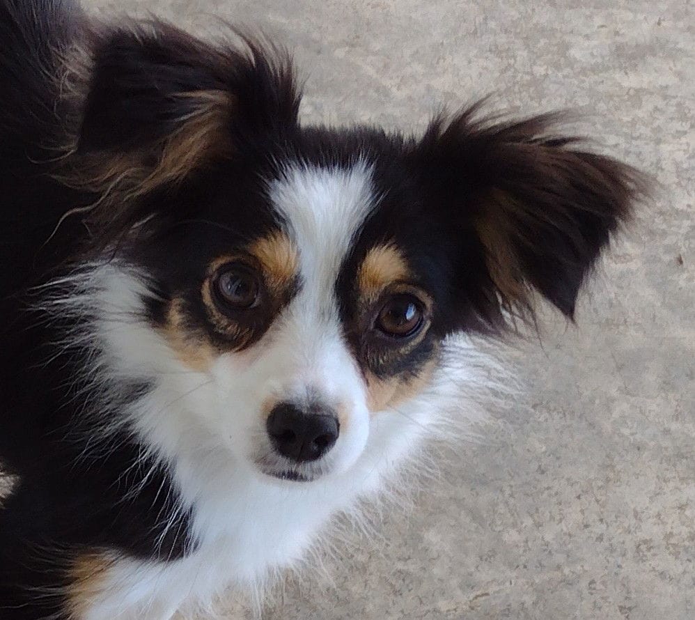 Adopt Anna the tiny Aussie Today - Find Paw Pal
