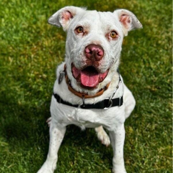 Adopt Molly Doll A Family Girl Today - Find Paw Pal