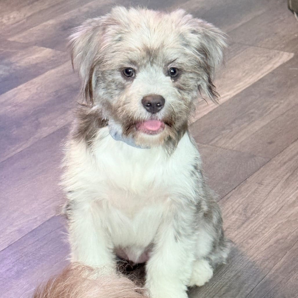 Adopt Lavender Haze Today - Find Paw Pal