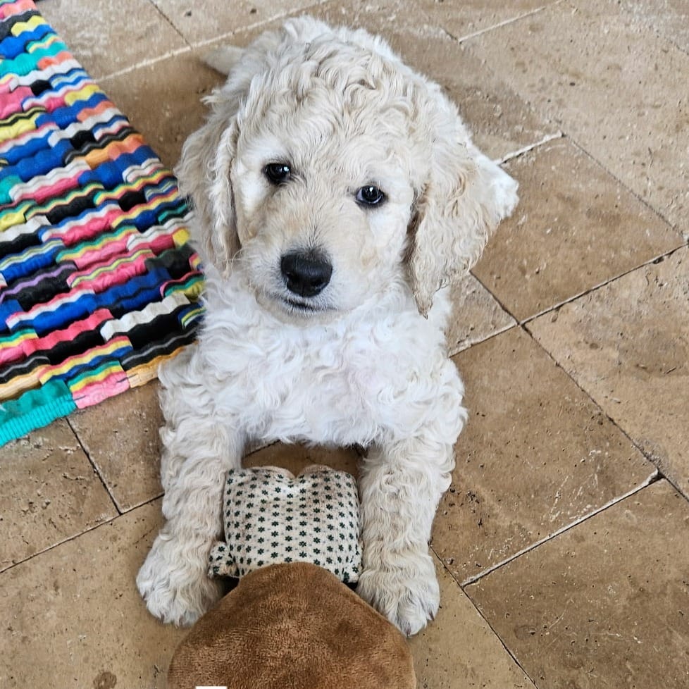 Adopt Emera Today - Find Paw Pal