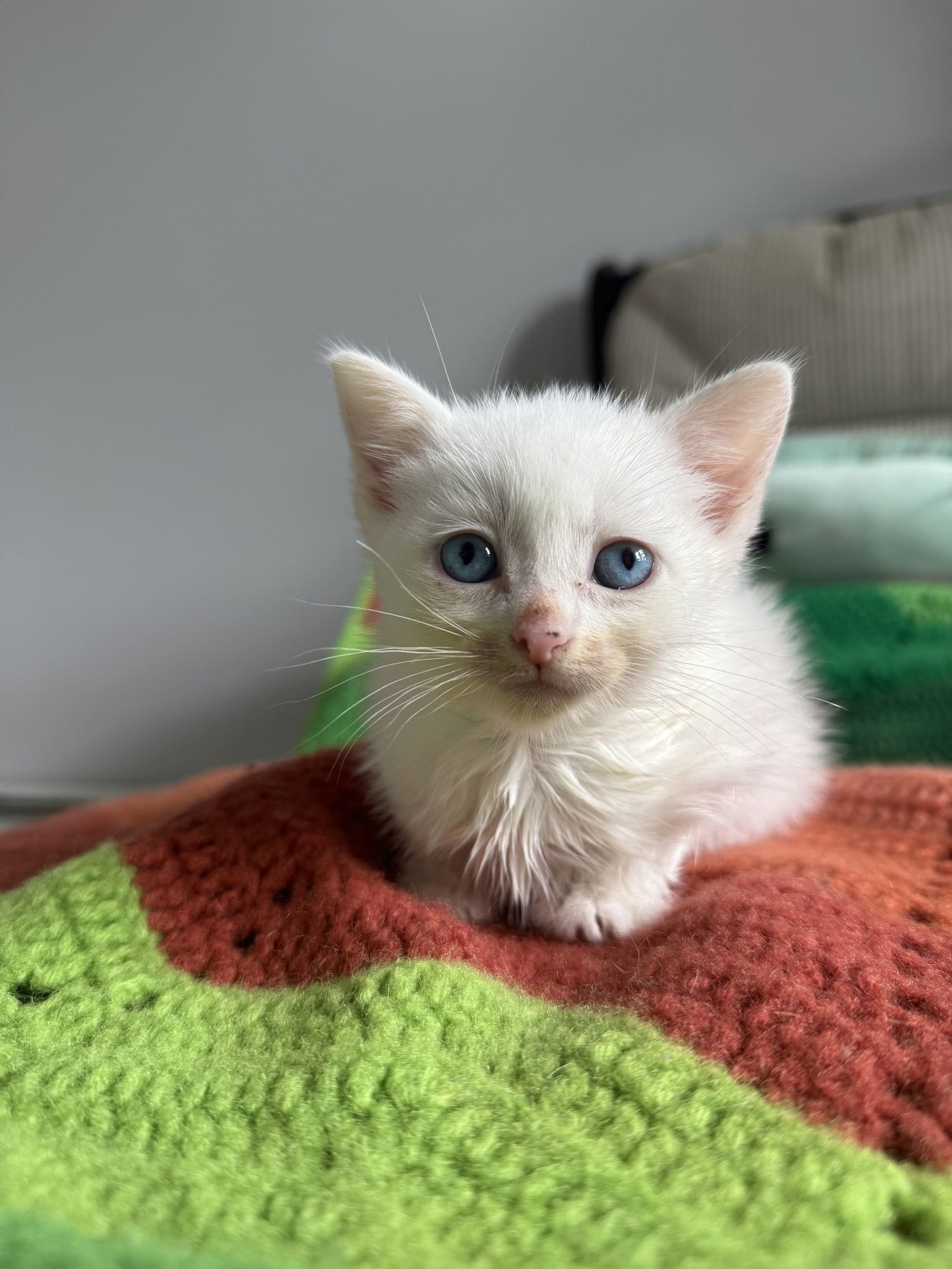 Adopt Milk Money Today - Find Paw Pal