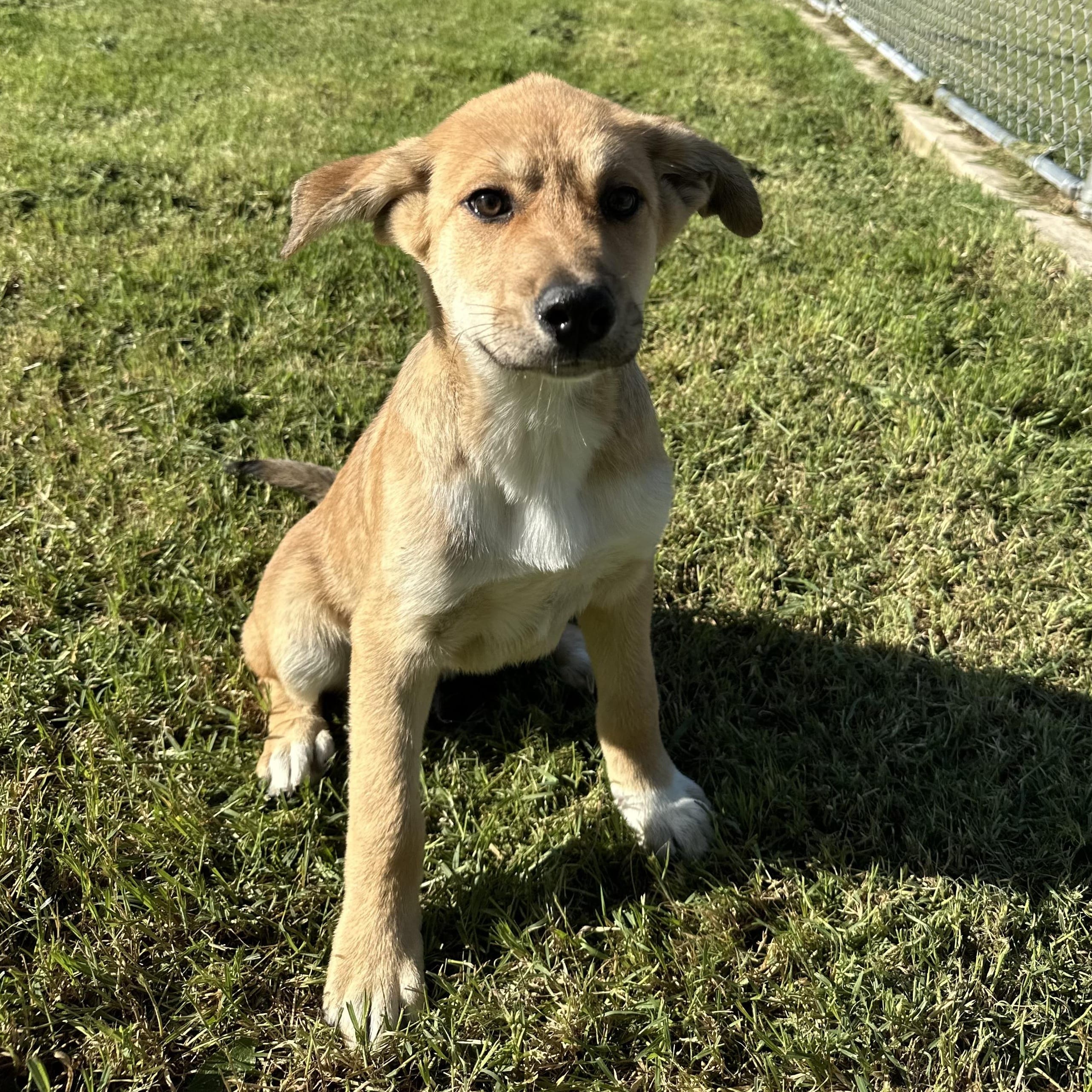Adopt Dexter Today - Find Paw Pal