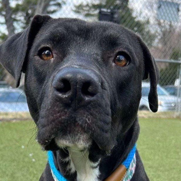 Adopt Alana *Sponsored by the Philadelphia Eagles* Today - Find Paw Pal