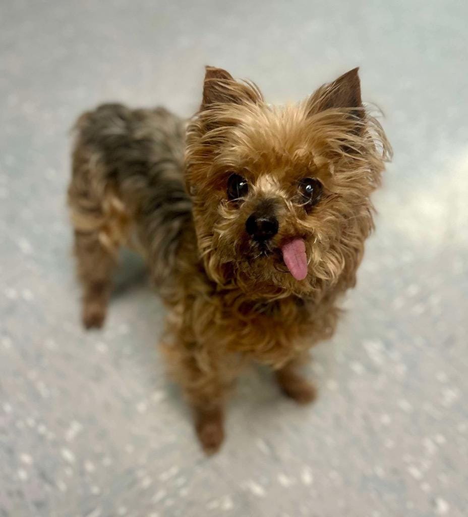 Adopt Paris Today - Pets TheCountyOffice