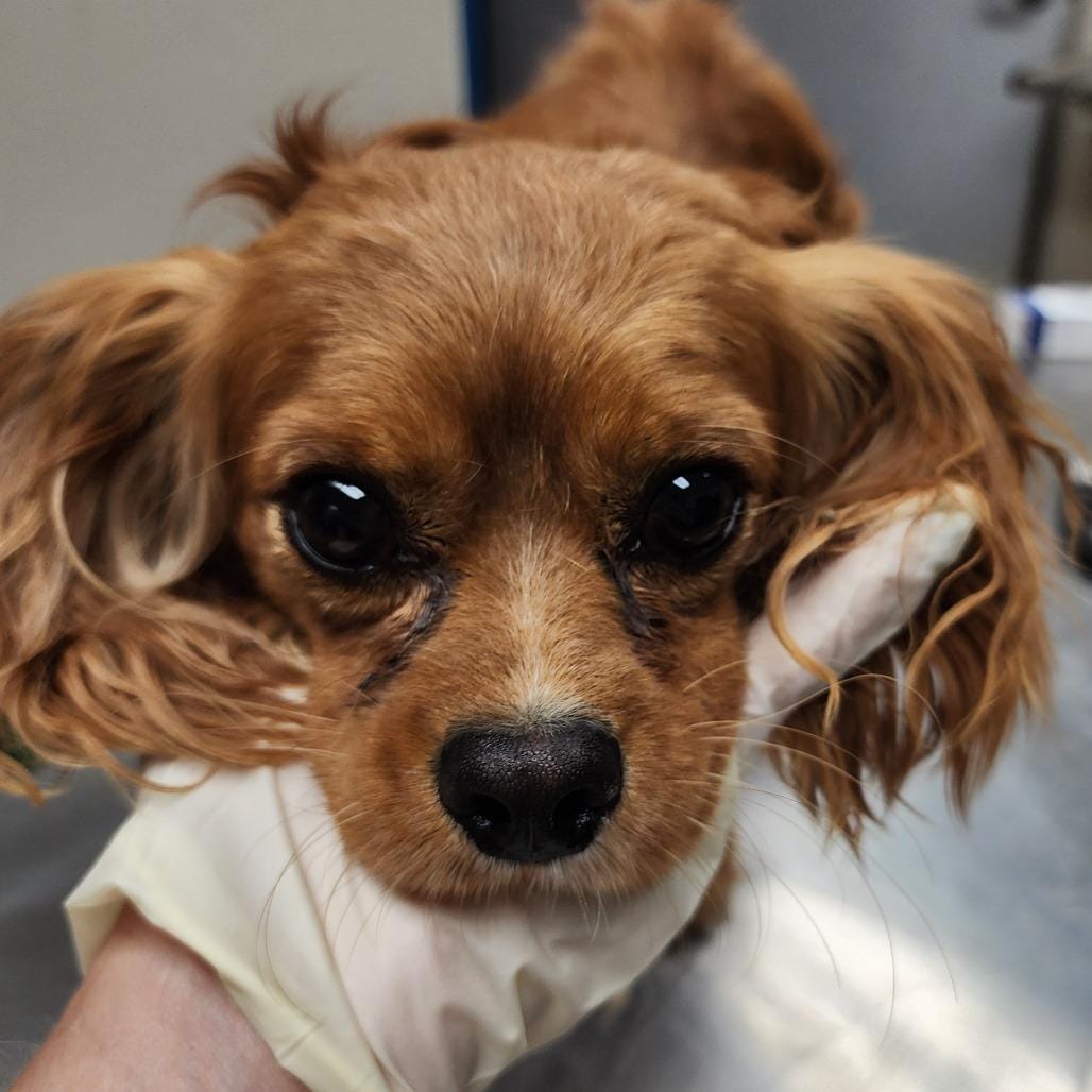Adopt HERMES Today - Pets TheCountyOffice