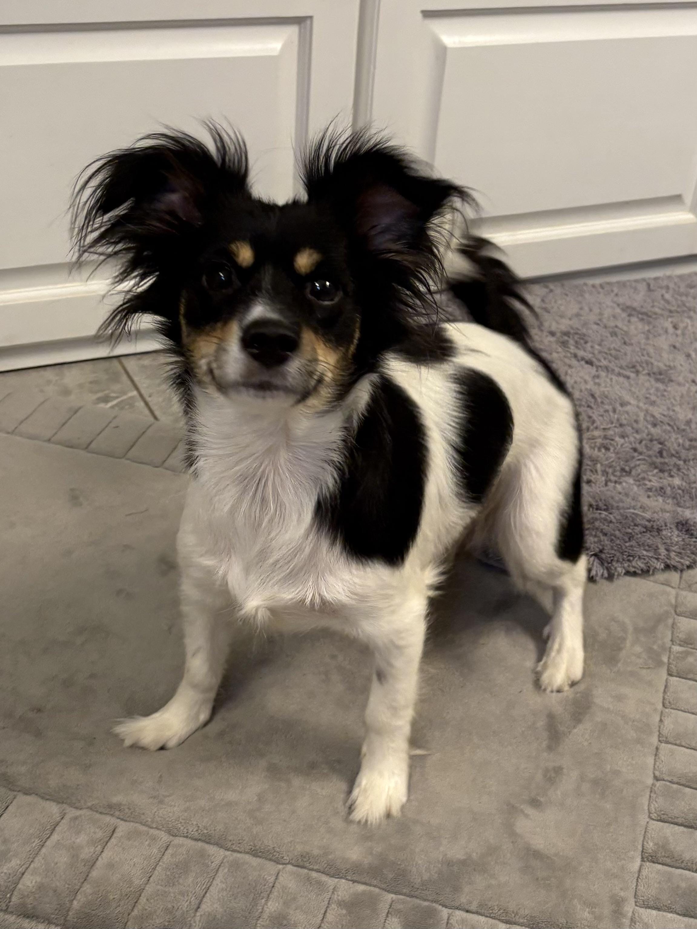 Adopt Sassy Today - Find Paw Pal