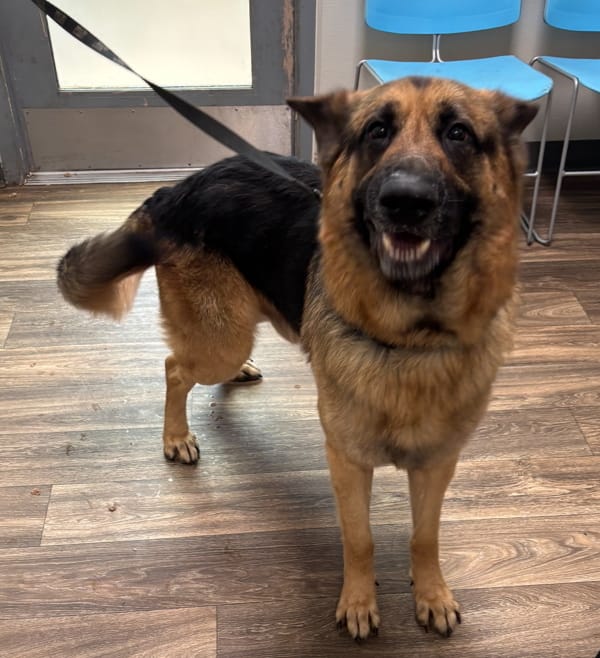 Adopt Doug Today - Find Paw Pal