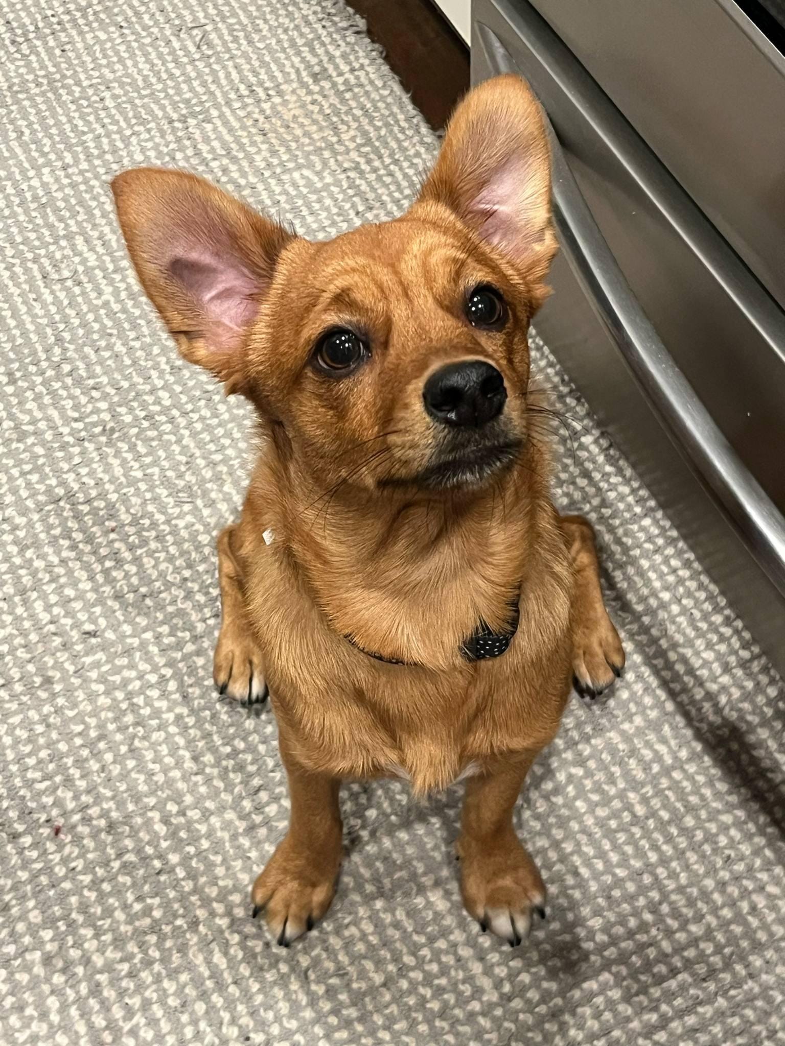 Adopt Cash Today - Find Paw Pal