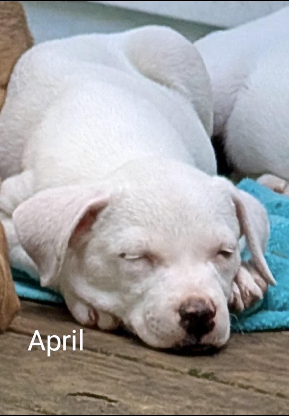 Adopt April Today - Find Paw Pal