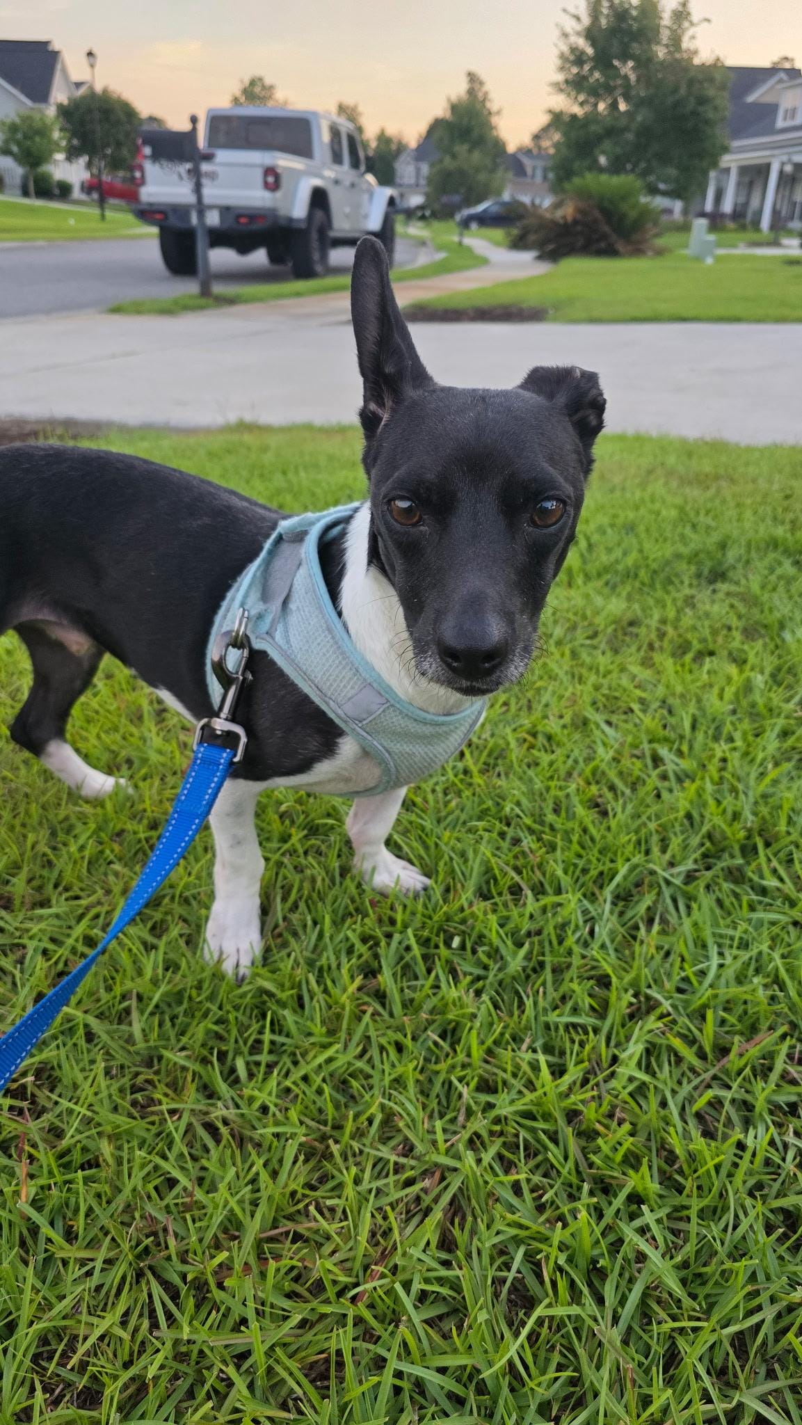 Adopt Ottis (aka Oddie) Today - Find Paw Pal